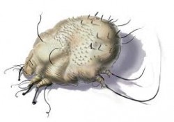 Ψώρα: Συμπτώματα, μετάδοση και θεραπεία - HealthyLiving.gr