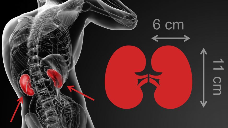 Ουροποιητικό σύστημα και νεφρική κάθαρση - HealthyLiving.gr
