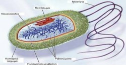 ΒΑΚΤΗΡΙΑ: Είδη και gram - HealthyLiving.gr