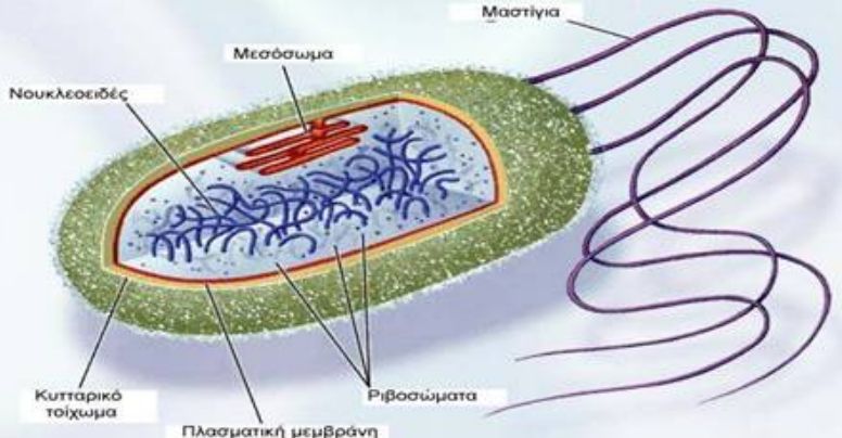 ΒΑΚΤΗΡΙΑ: Είδη και gram - HealthyLiving.gr