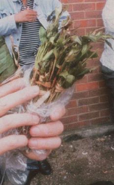 Khat (ναρκωτικό) - HealthyLiving.gr