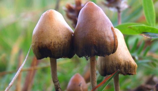 Τα μαγικά μανιτάρια μειώνουν την κατάθλιψη και το άγχος των ...