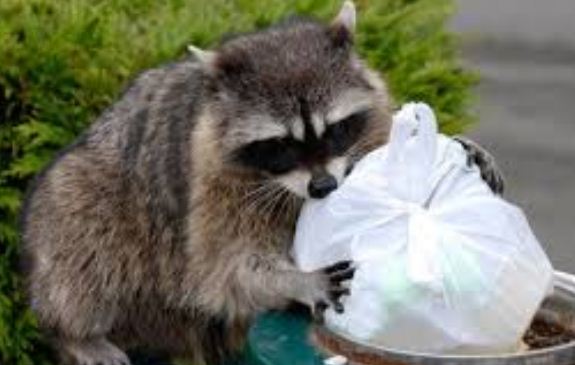 Τα ρακούν παχαίνουν όταν τρώνε πρόχειρο ανθρώπινο φαγητό - HealthyLiving.gr