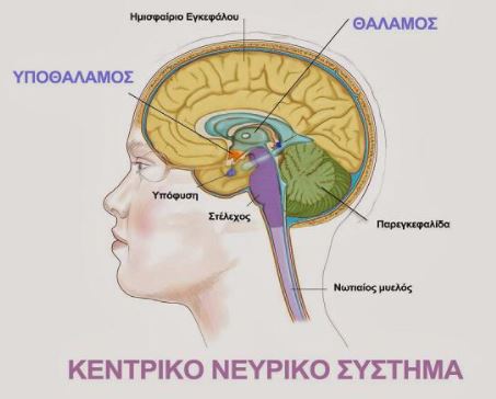 Παχυσαρκία: Ο ρόλος της φλεγμονής του εγκεφάλου - HealthyLiving.gr