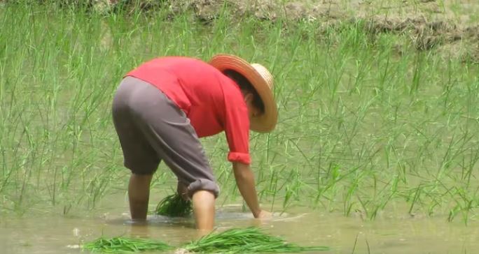 Υδράργυρο έχει και το ρύζι, όχι μόνο τα ψάρια - HealthyLiving.gr